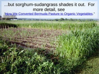 Cover Crops at the Kerr Center | PDF