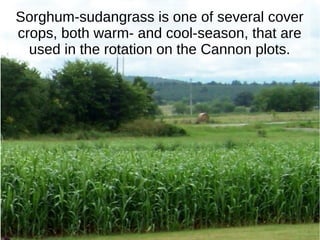 Cover Crops at the Kerr Center | PDF