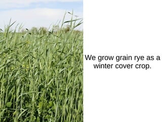 Cover Crops at the Kerr Center | PDF