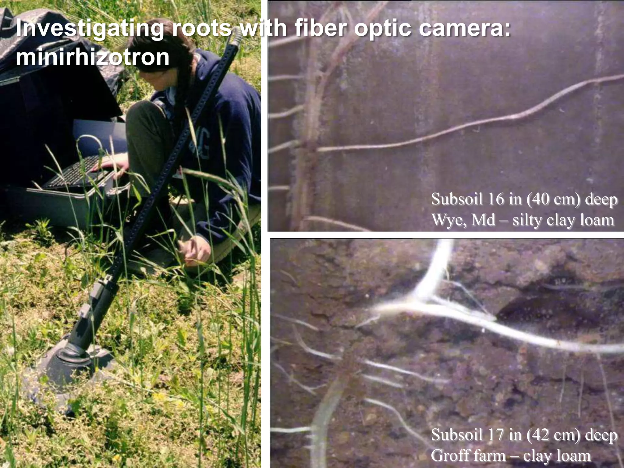 Cover crops & soil compaction