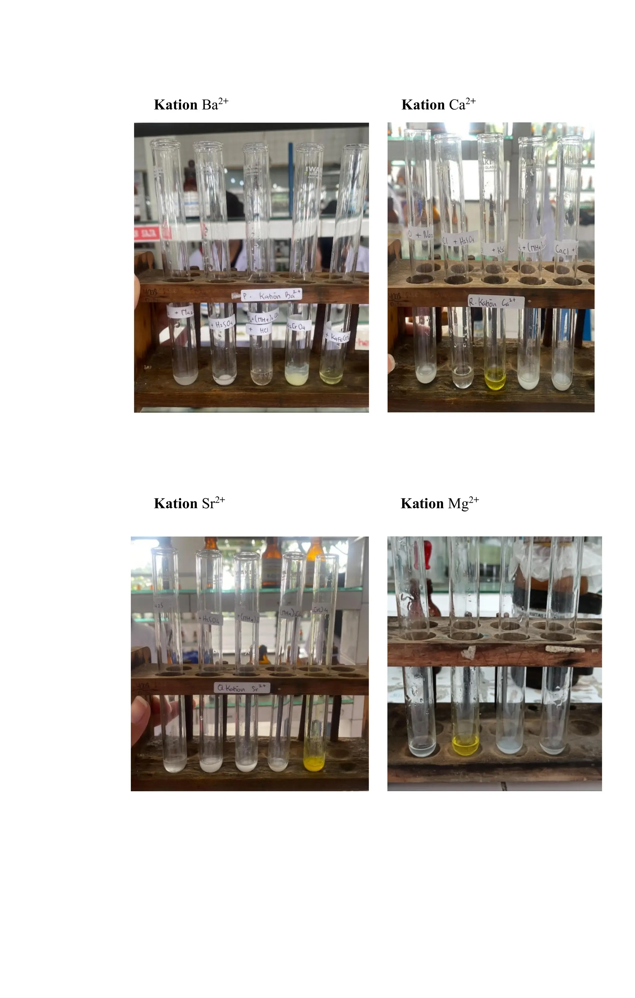 laporan praktikum analisis kation-10-3.pdf