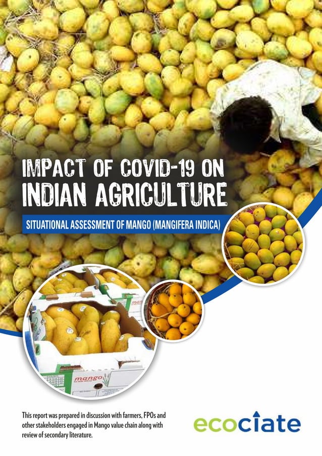 Impact of Coved19 on Mango Crop in India | PDF