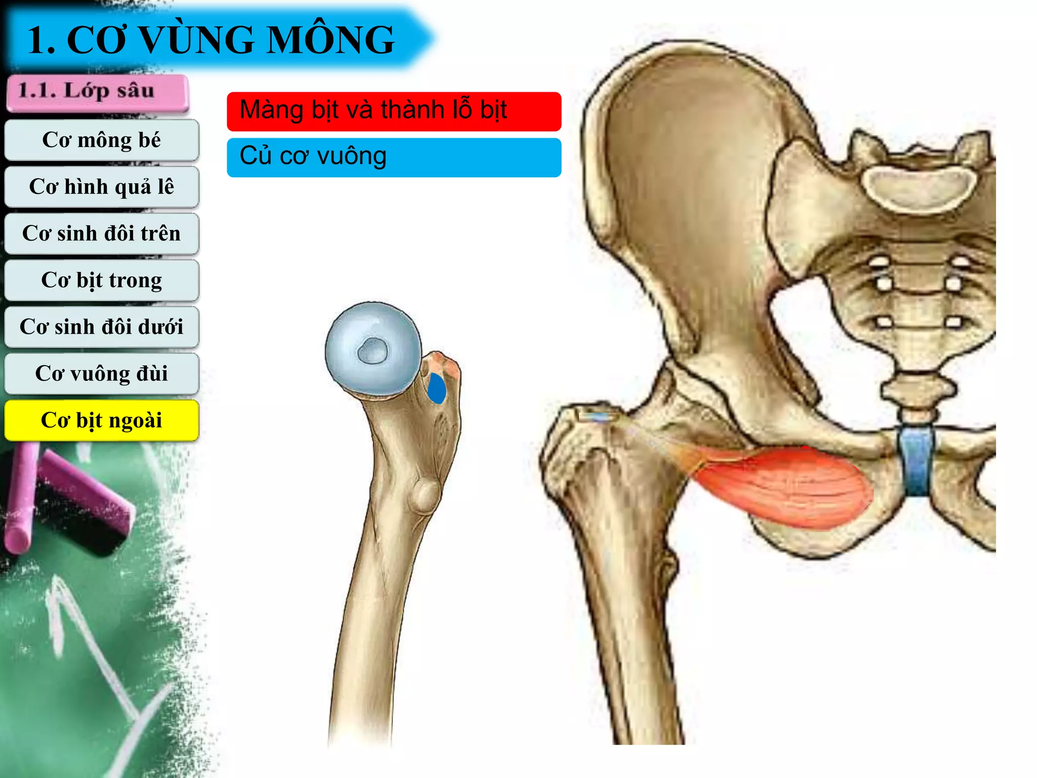 CƠ VÙNG MÔNG VÀ VÙNG ĐÙI | PPTX