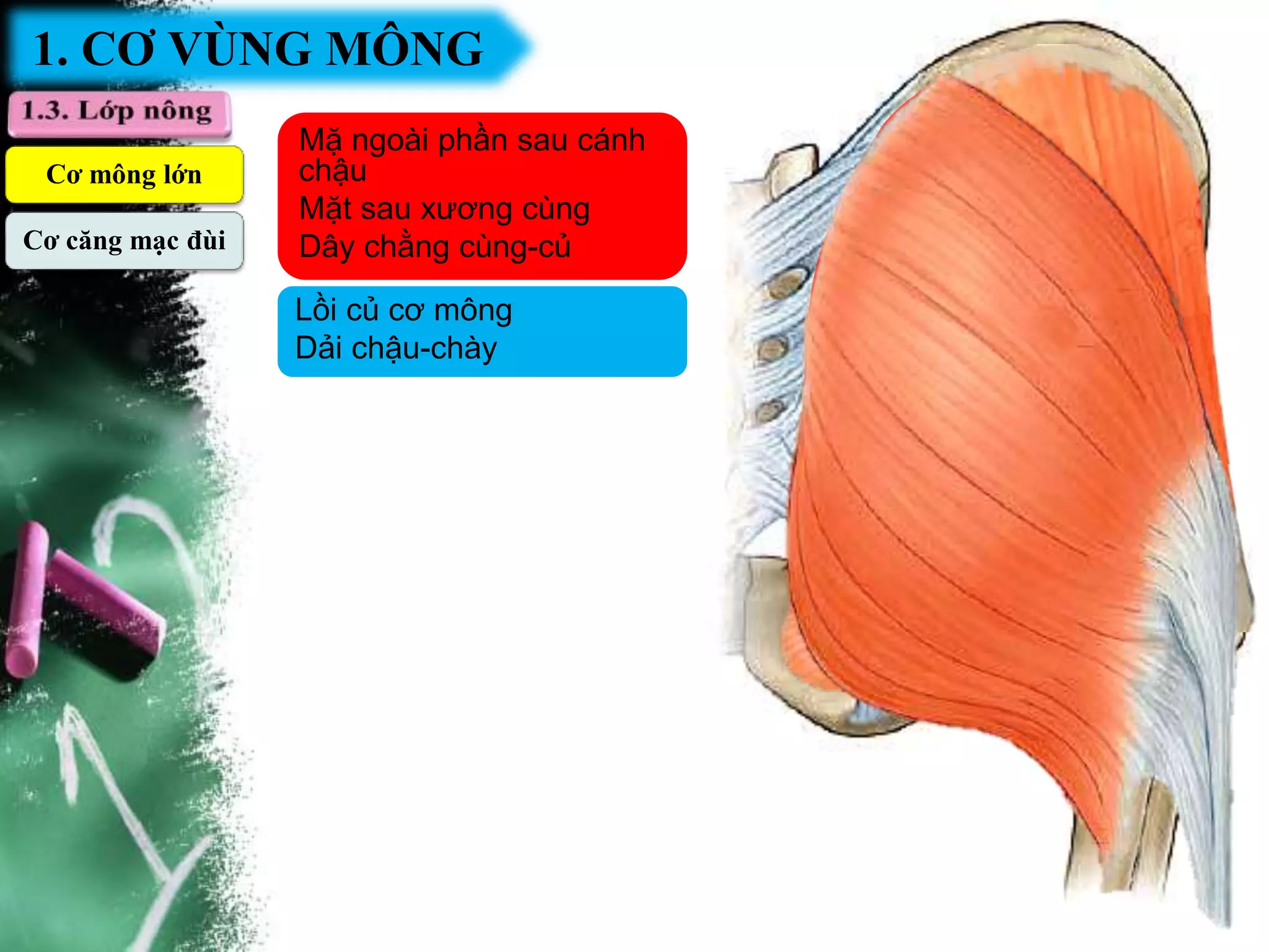 CƠ VÙNG MÔNG VÀ VÙNG ĐÙI | PPTX