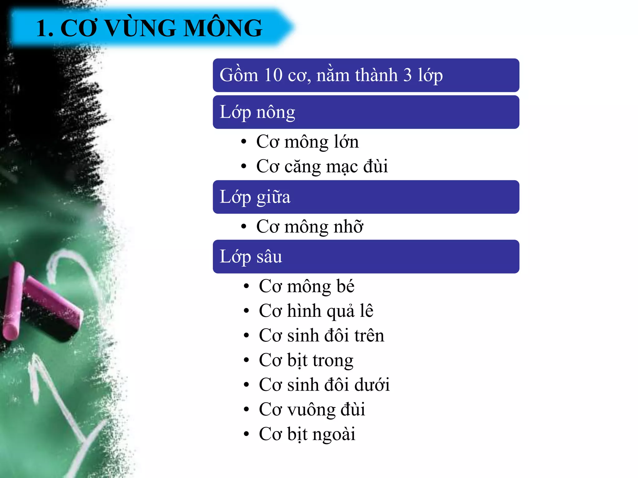 CƠ VÙNG MÔNG VÀ VÙNG ĐÙI | PPTX