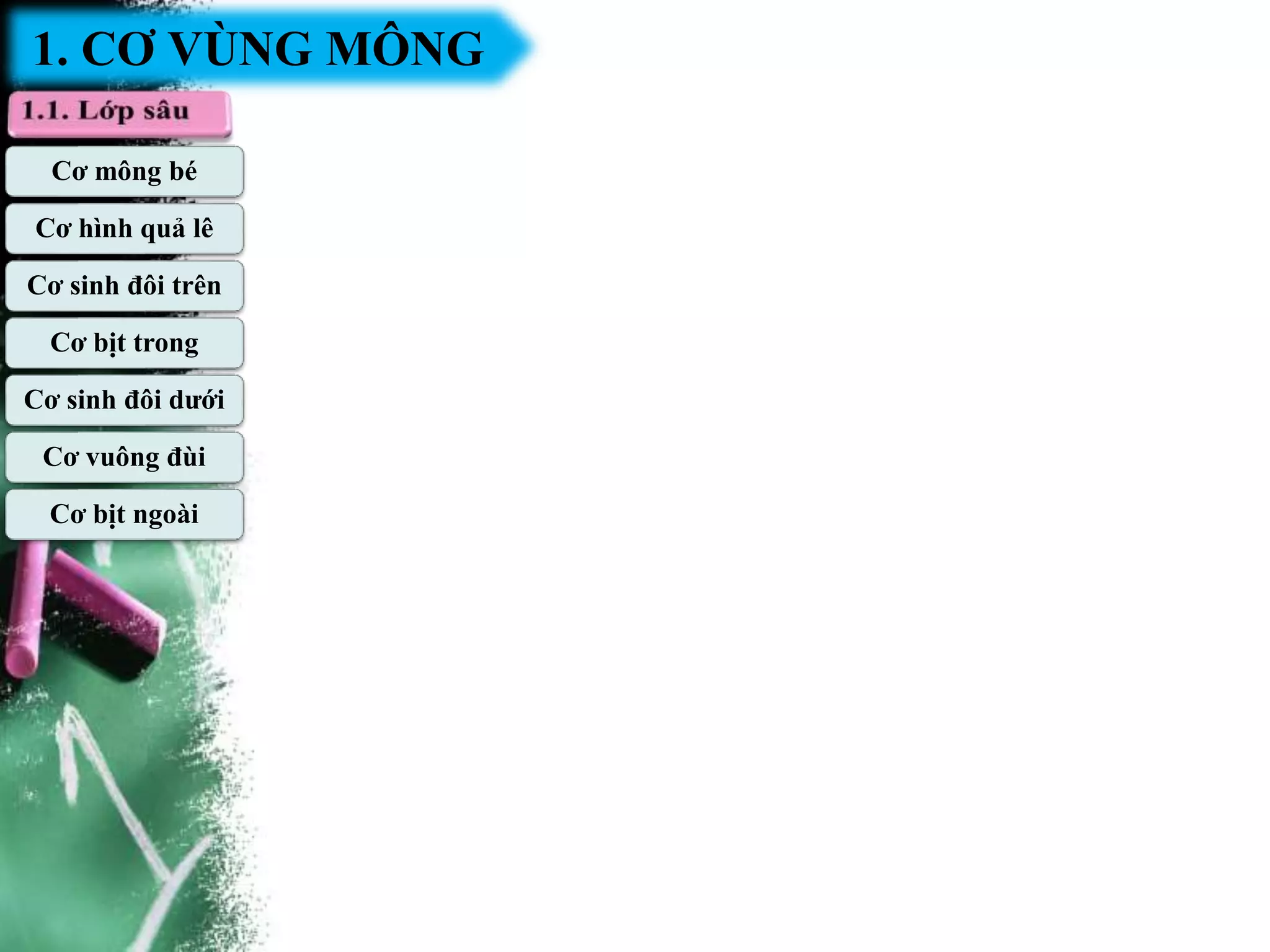 CƠ VÙNG MÔNG VÀ VÙNG ĐÙI | PPTX