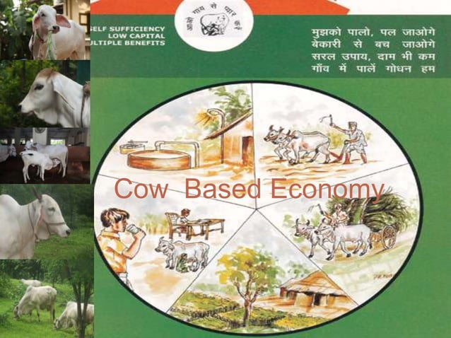Cow+based+economy+ +v5 | PPTX | Agriculture | Industries
