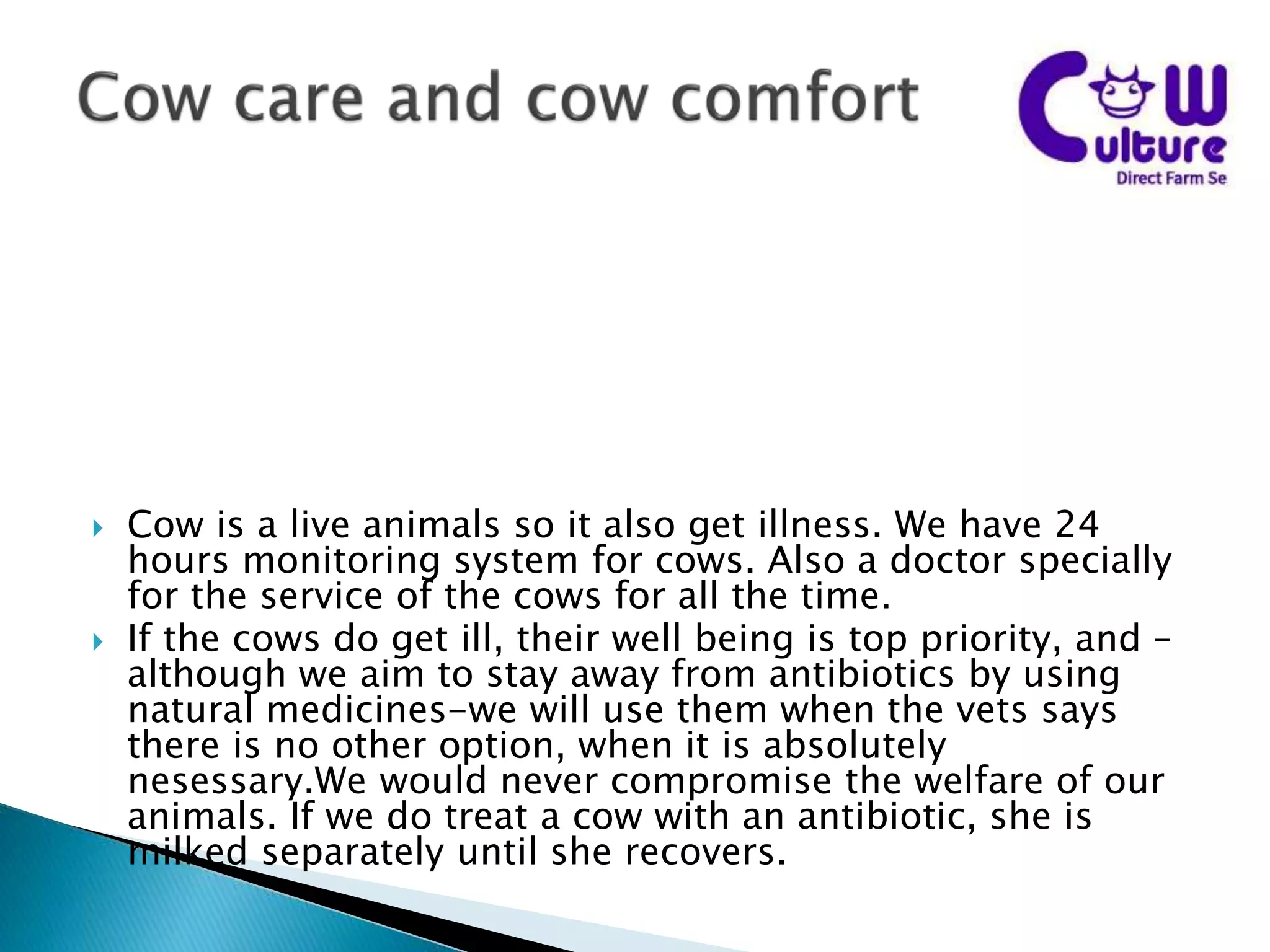 Cow culture | PPTX