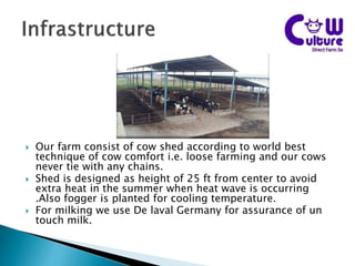 Cow culture | PPTX