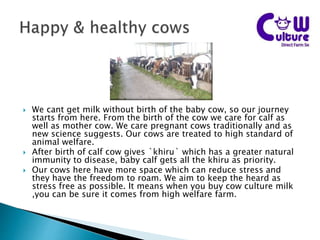 Cow culture | PPTX
