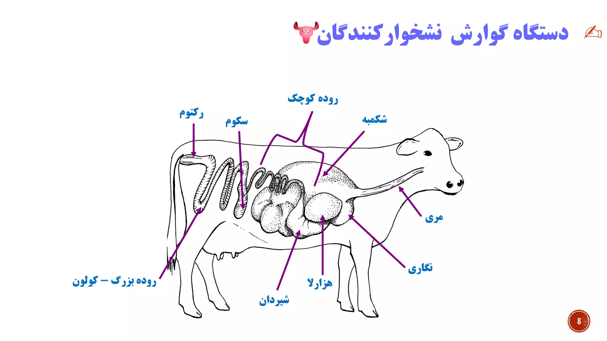 Cow digestive system | PPT