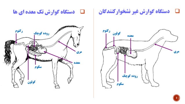 Cow digestive system | PDF