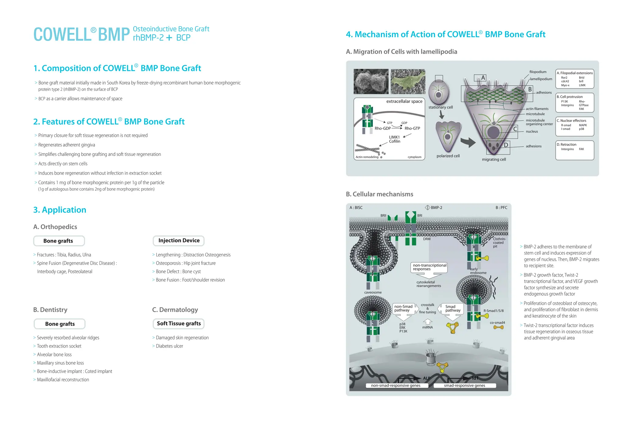 COWEl BMP, morphogenic bone protein for non union | PDF