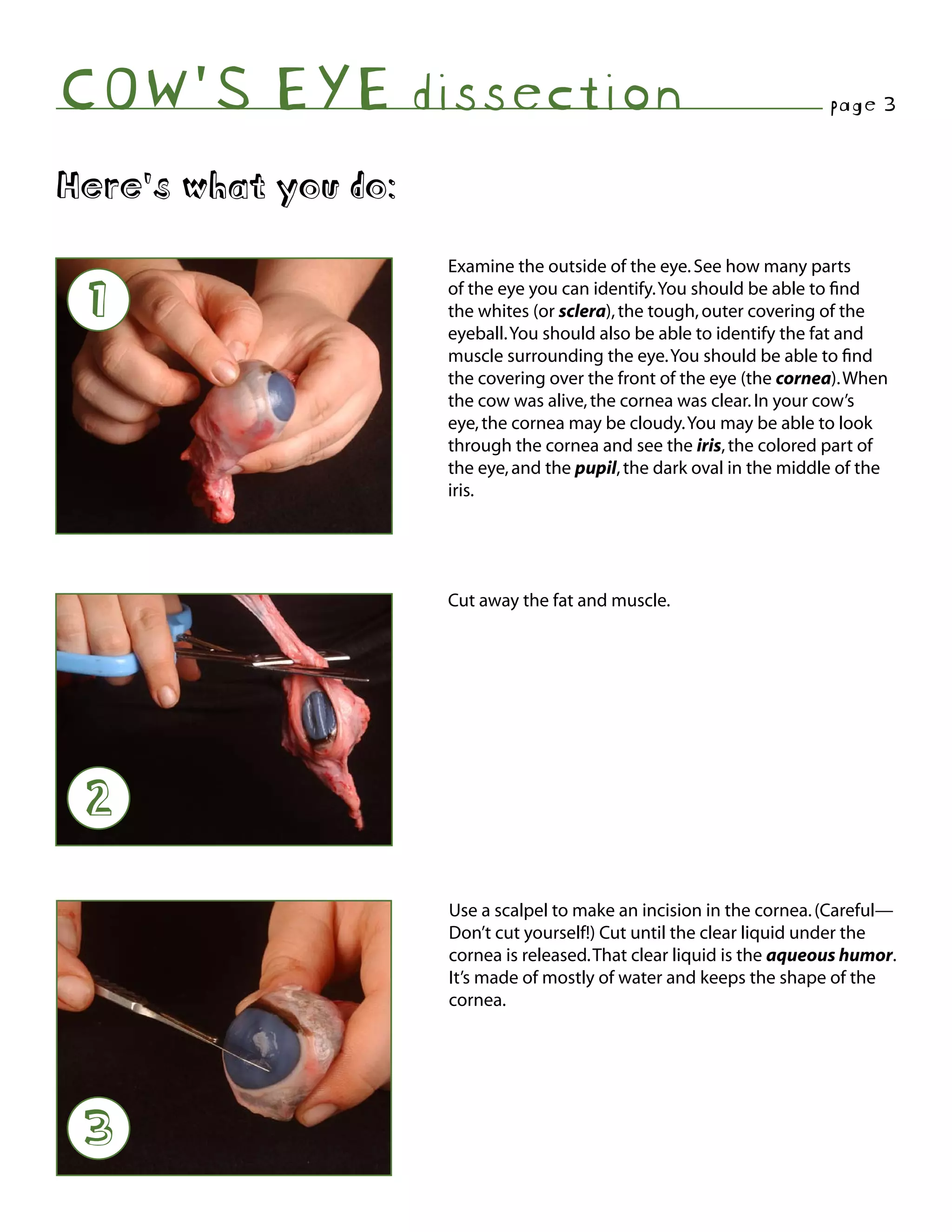 Coweye Dissecation | PDF | Free Download