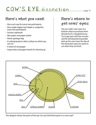 Cow Eye Model Labeled