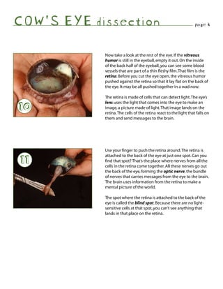 Attached Retina Of Cow Eye