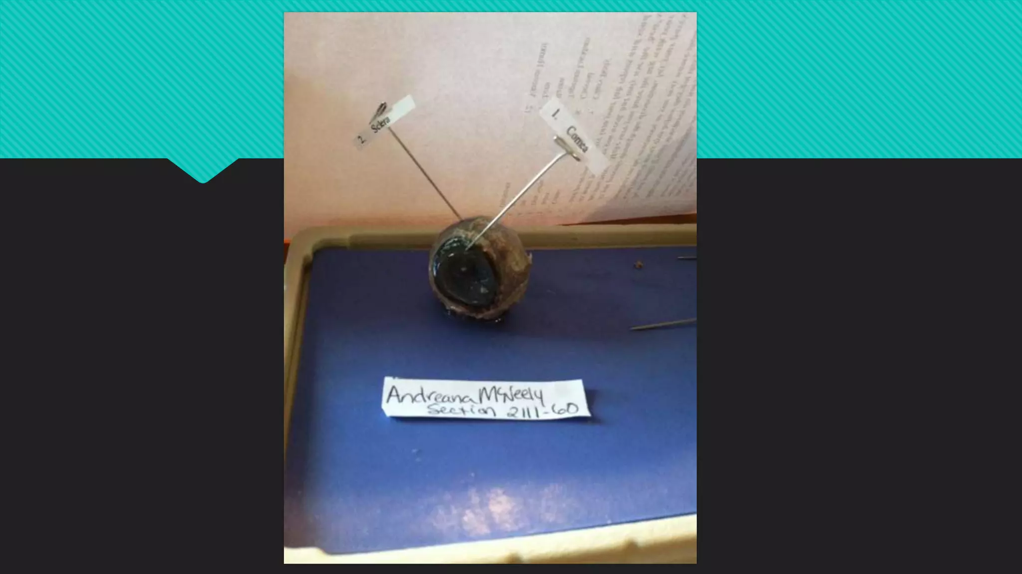 Cow eye dissection 2111-60 Andreana McNeely | PPT