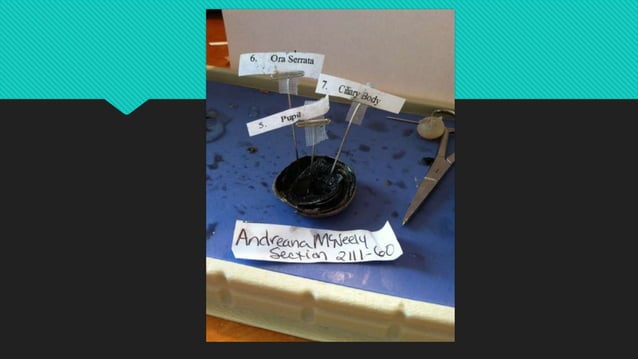 Cow eye dissection 2111-60 Andreana McNeely | PPT