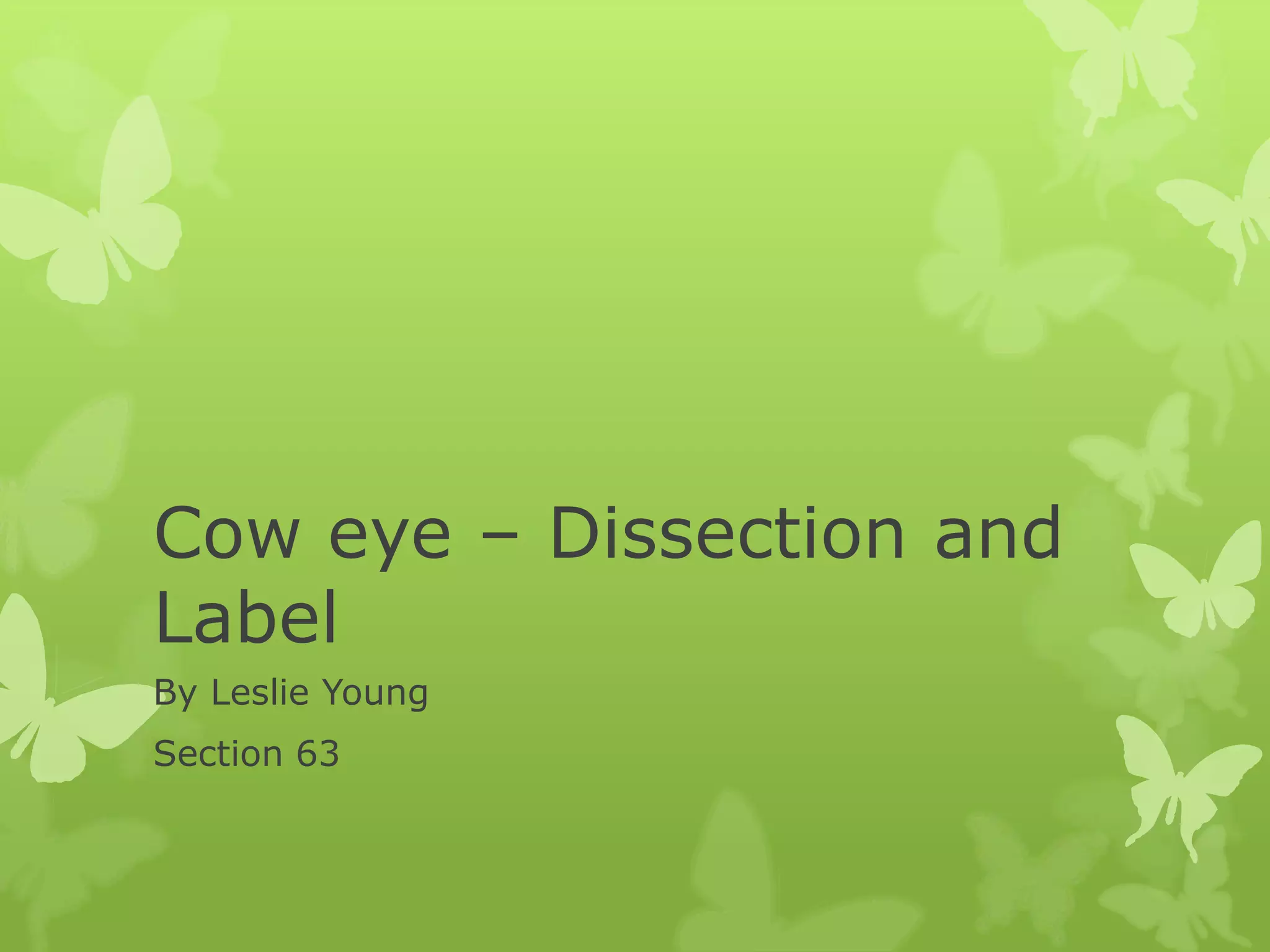 Cow eye – dissection and label | PPTX