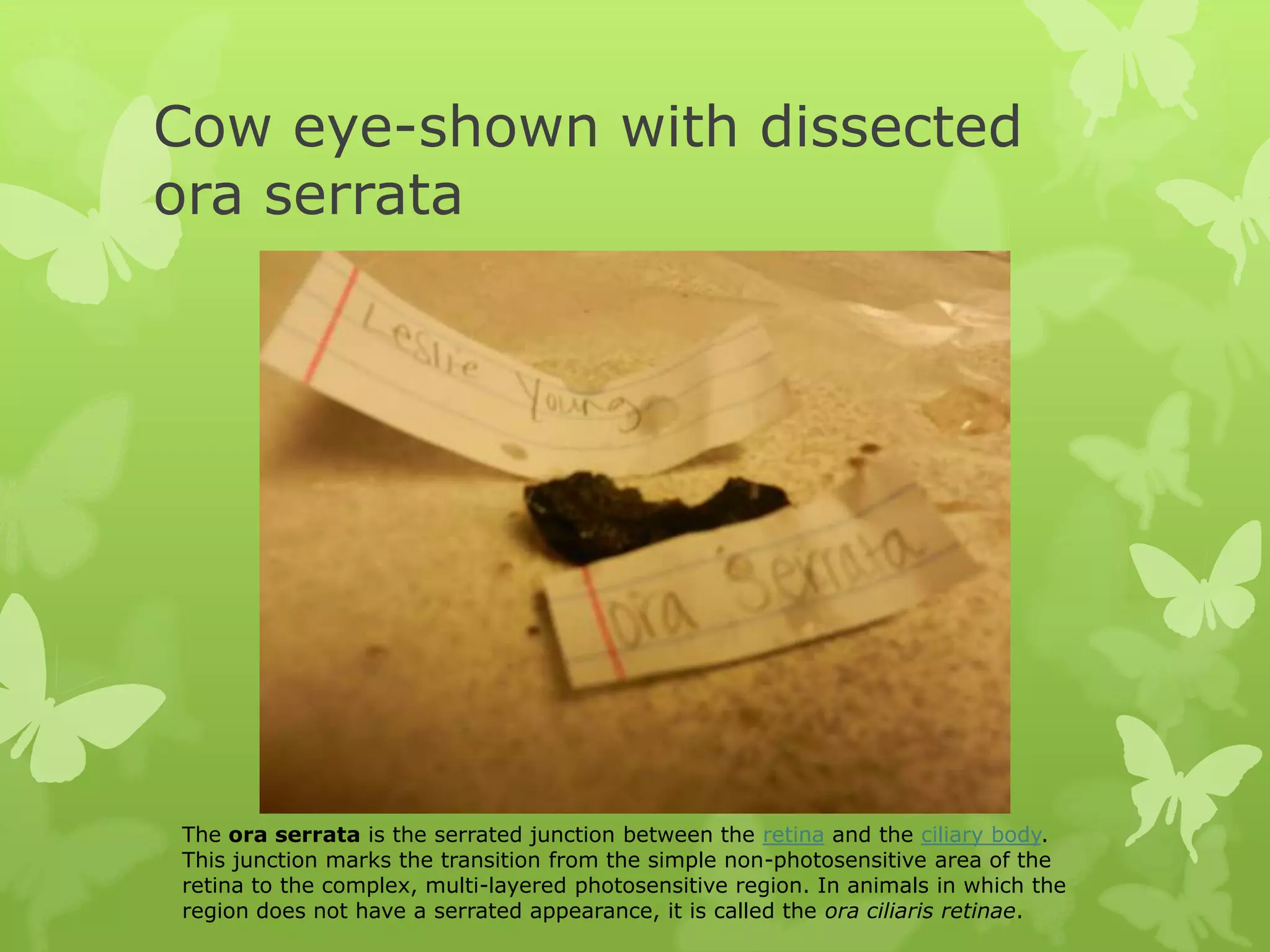 Cow eye – dissection and label | PPTX