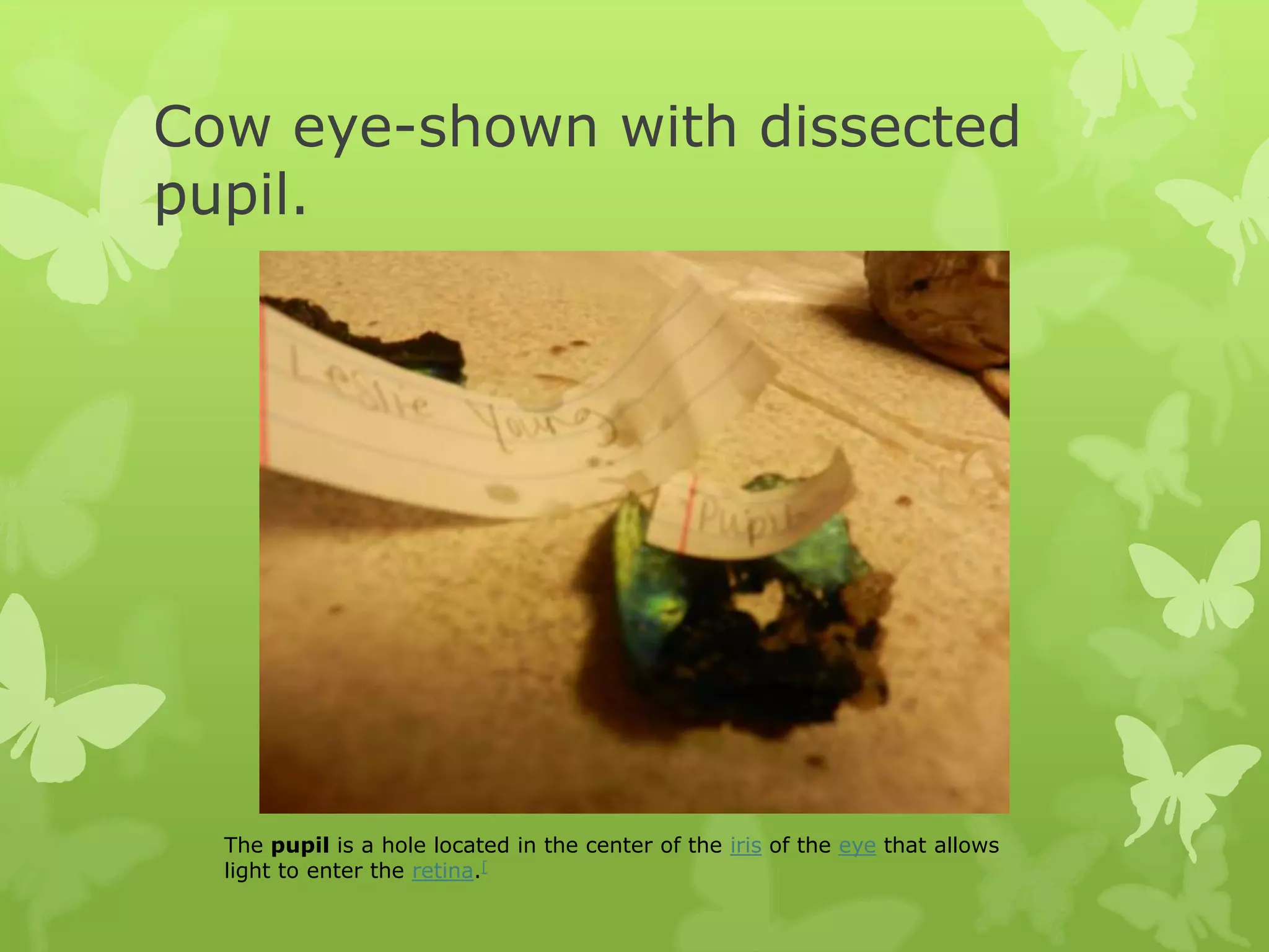 Cow eye – dissection and label | PPTX