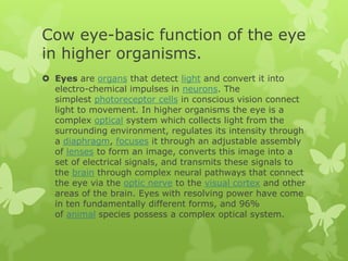 Cow eye – dissection and label | PPTX
