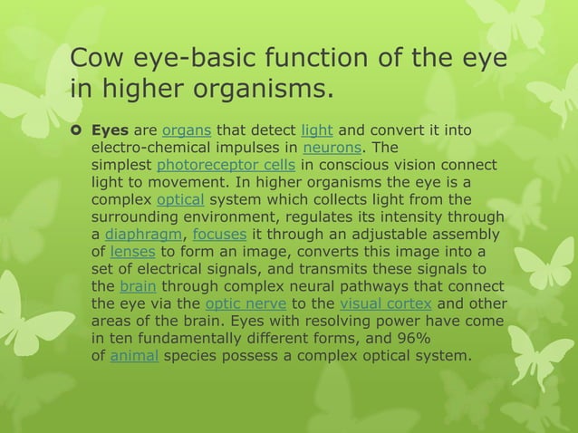 Cow eye – dissection and label | PPTX