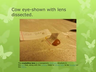 Cow eye – dissection and label | PPTX
