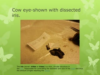 Cow eye – dissection and label | PPTX