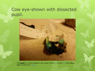 Cow eye – dissection and label | PPTX