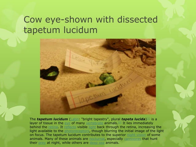Cow eye – dissection and label | PPTX