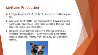Cow farts ppt | PPTX