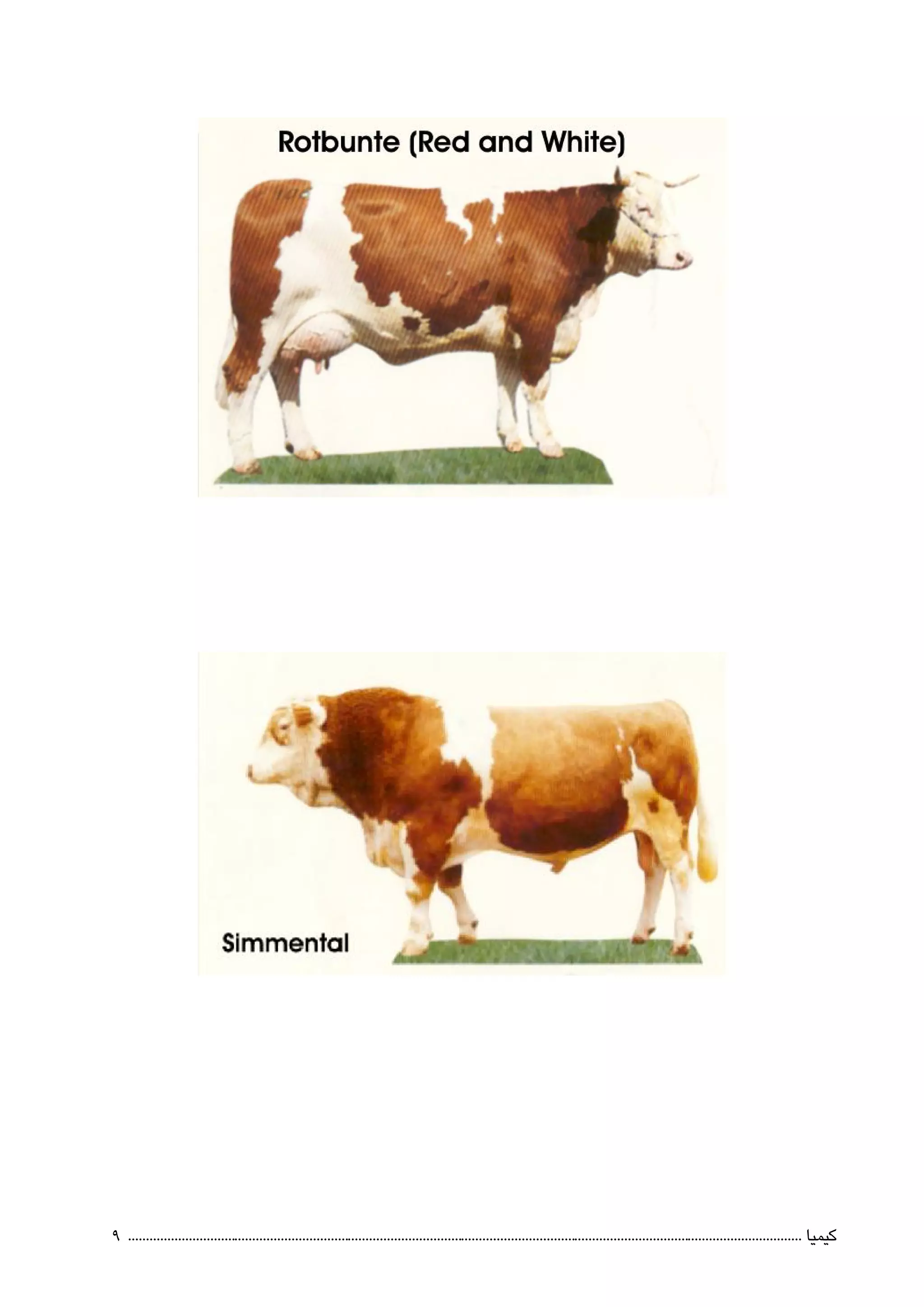 Cow images | PDF