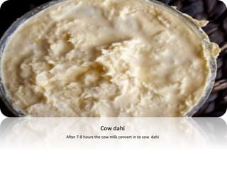 Cow milk products in gurgaon | PPT