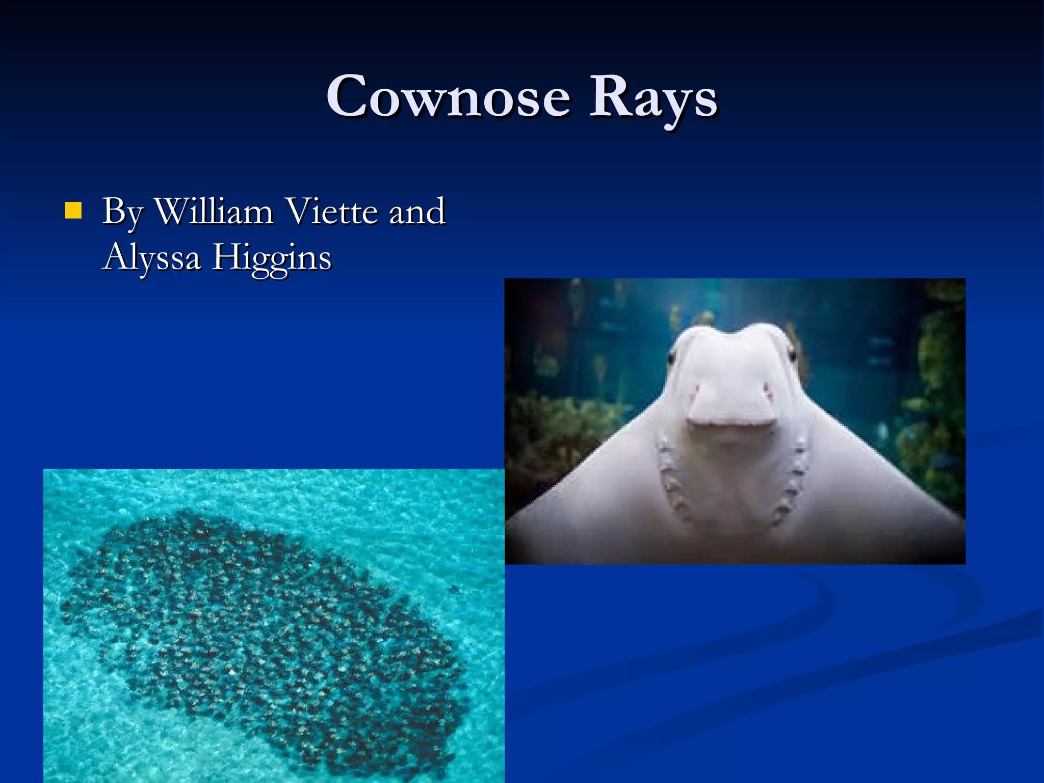 Cownose Rays | PPT | Fish and Aquariums | Pets