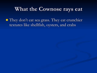 Cownose Rays | PPT | Fish and Aquariums | Pets