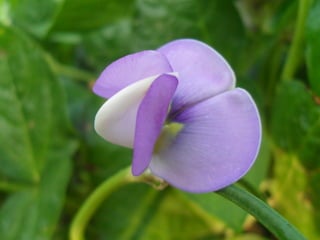 Cowpea Flower