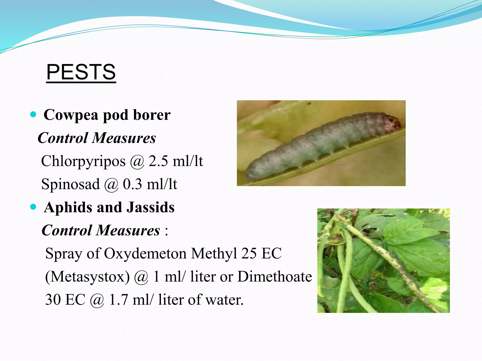 Cowpea | PPTX