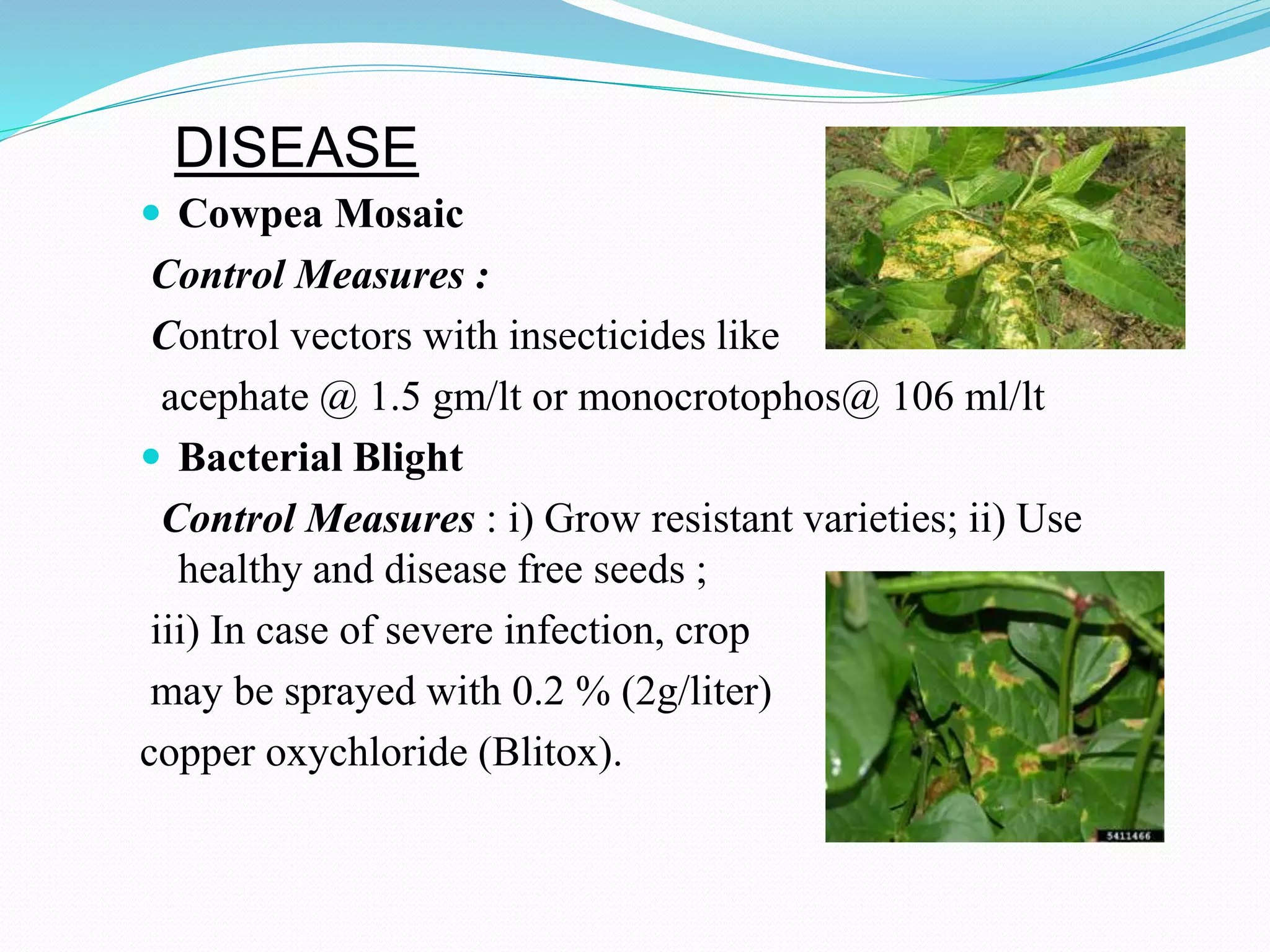 Cowpea | PPTX