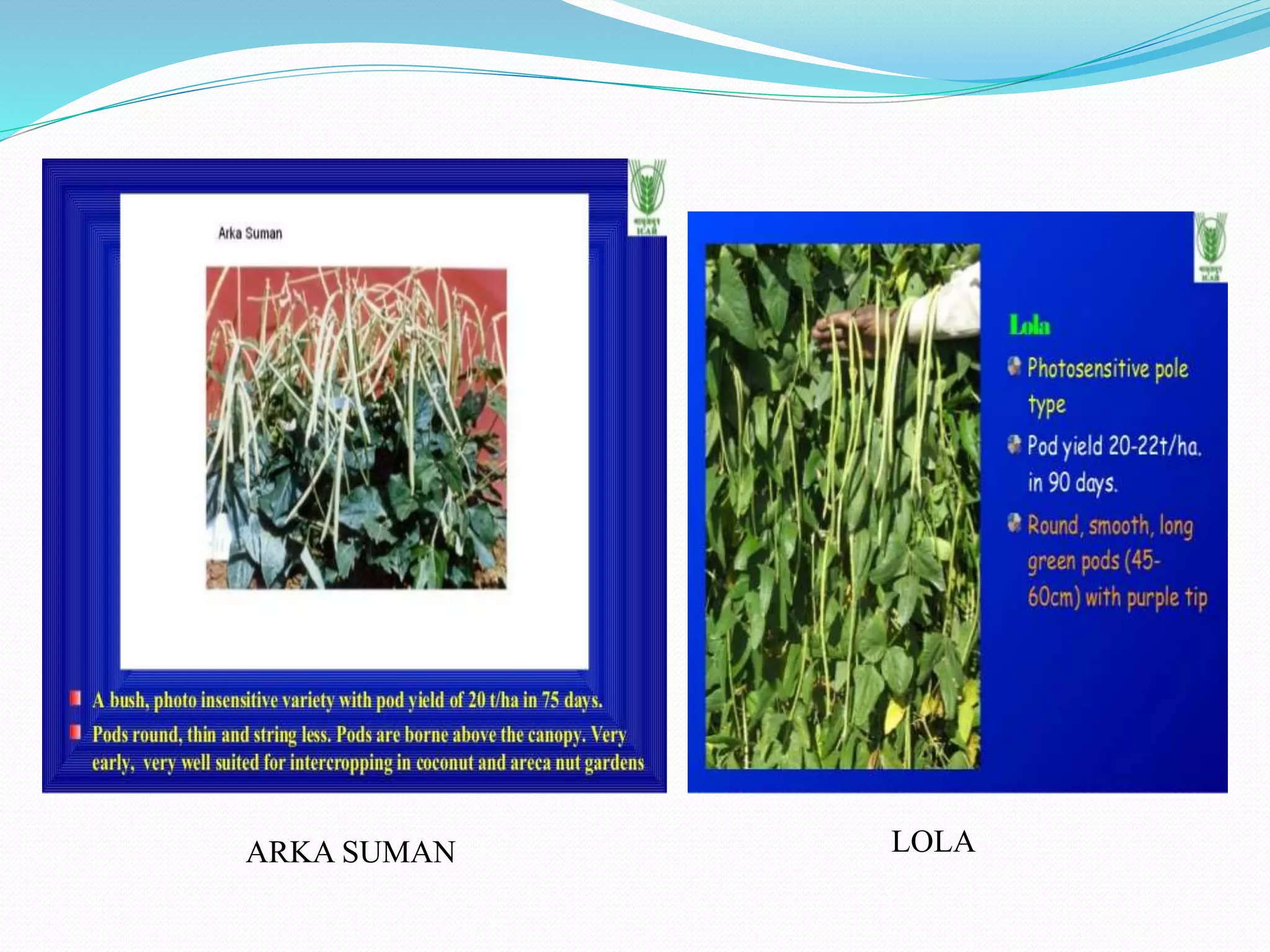 Cowpea | PPTX