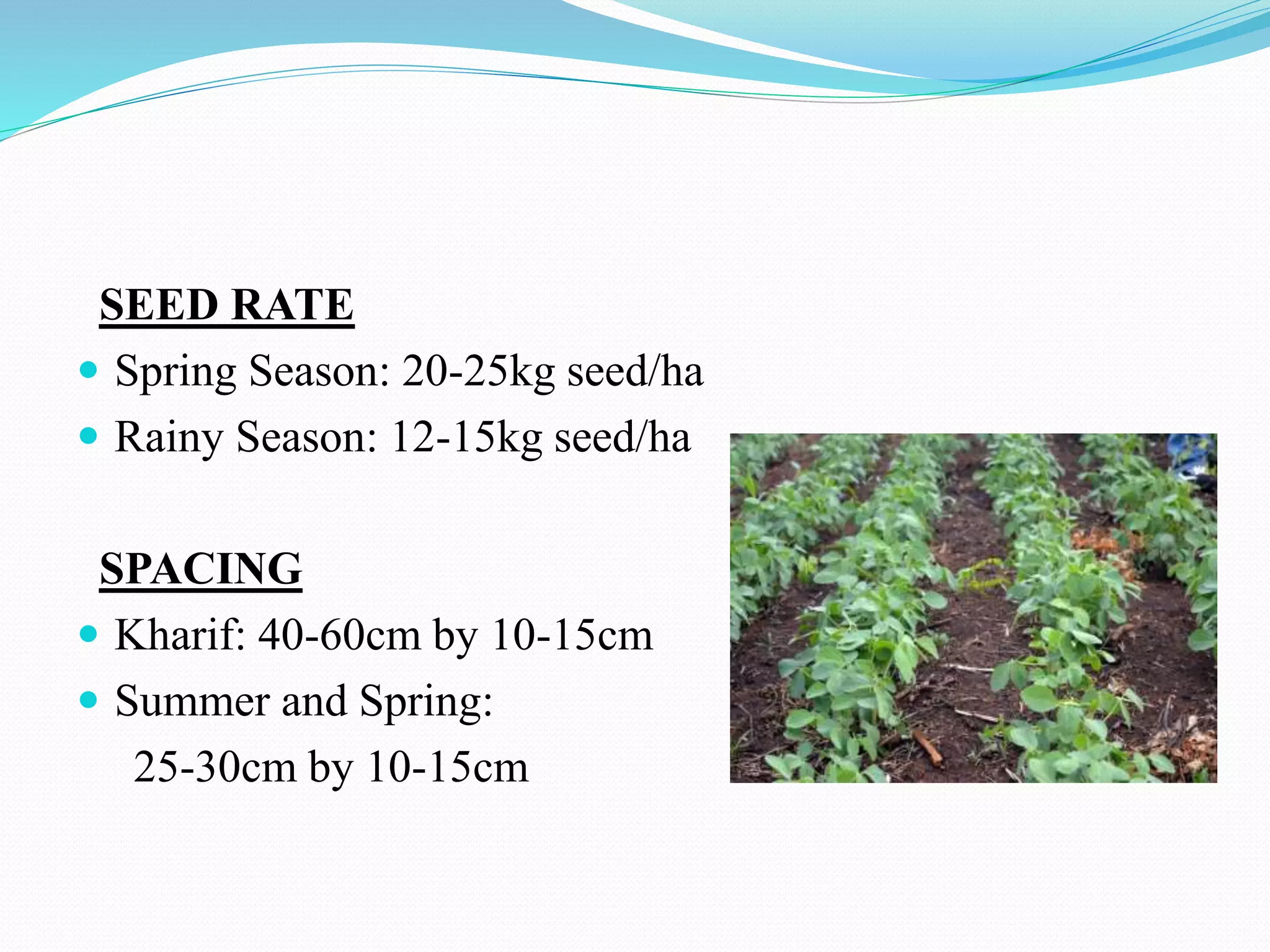 Cowpea | PPTX