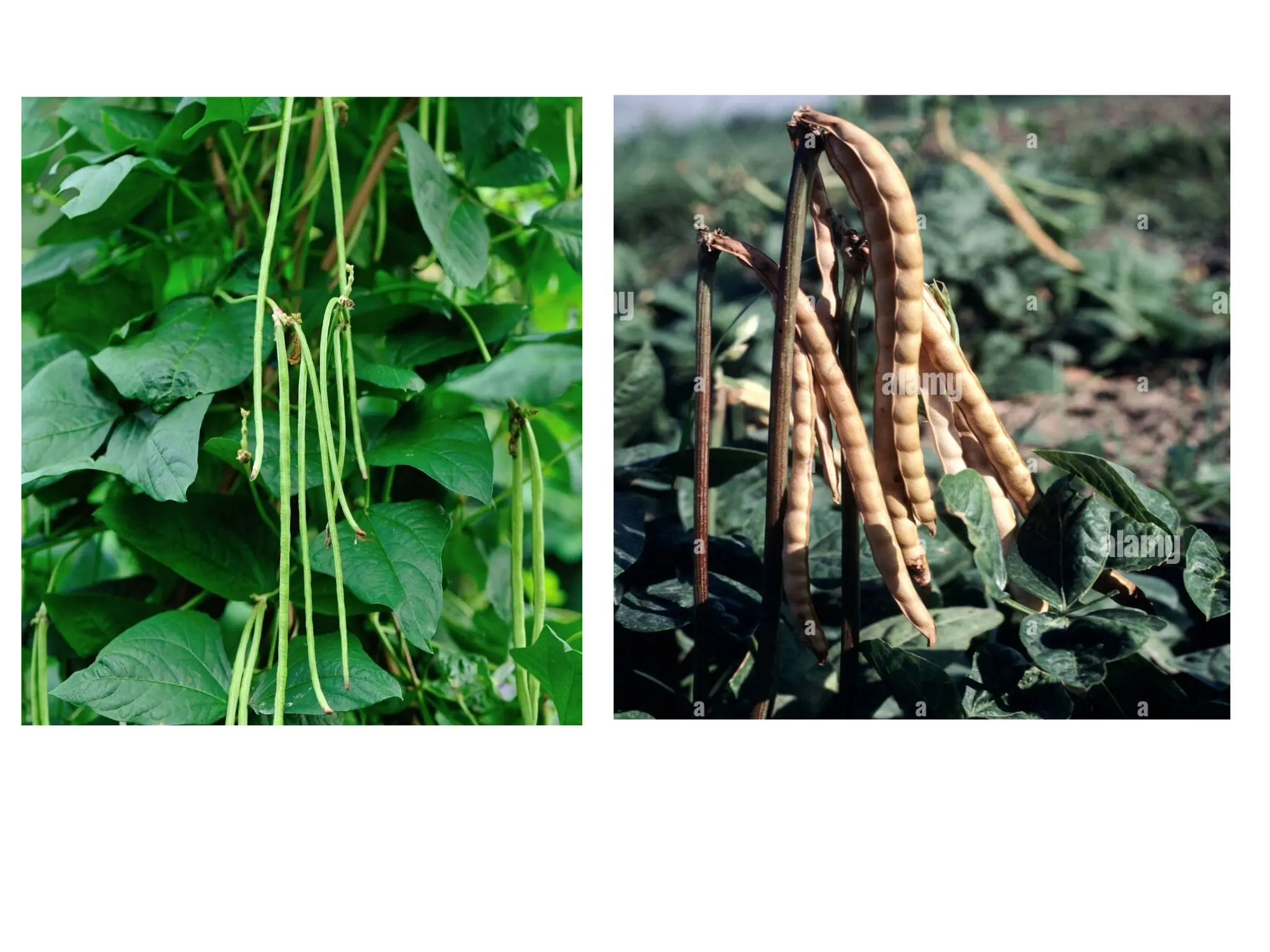 COWPEA and its introduction:basdics.pptx