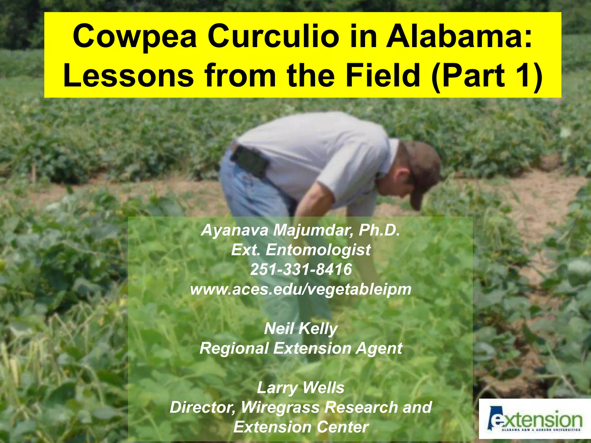 Cowpea curculio in Alabama: Lessons from the field (part 1) | PPTX