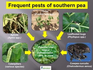 Cowpea curculio in Alabama: Lessons from the field (part 1) | PPTX