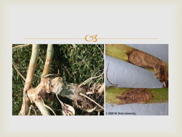 Cowpea diseases Sanag University | PPTX