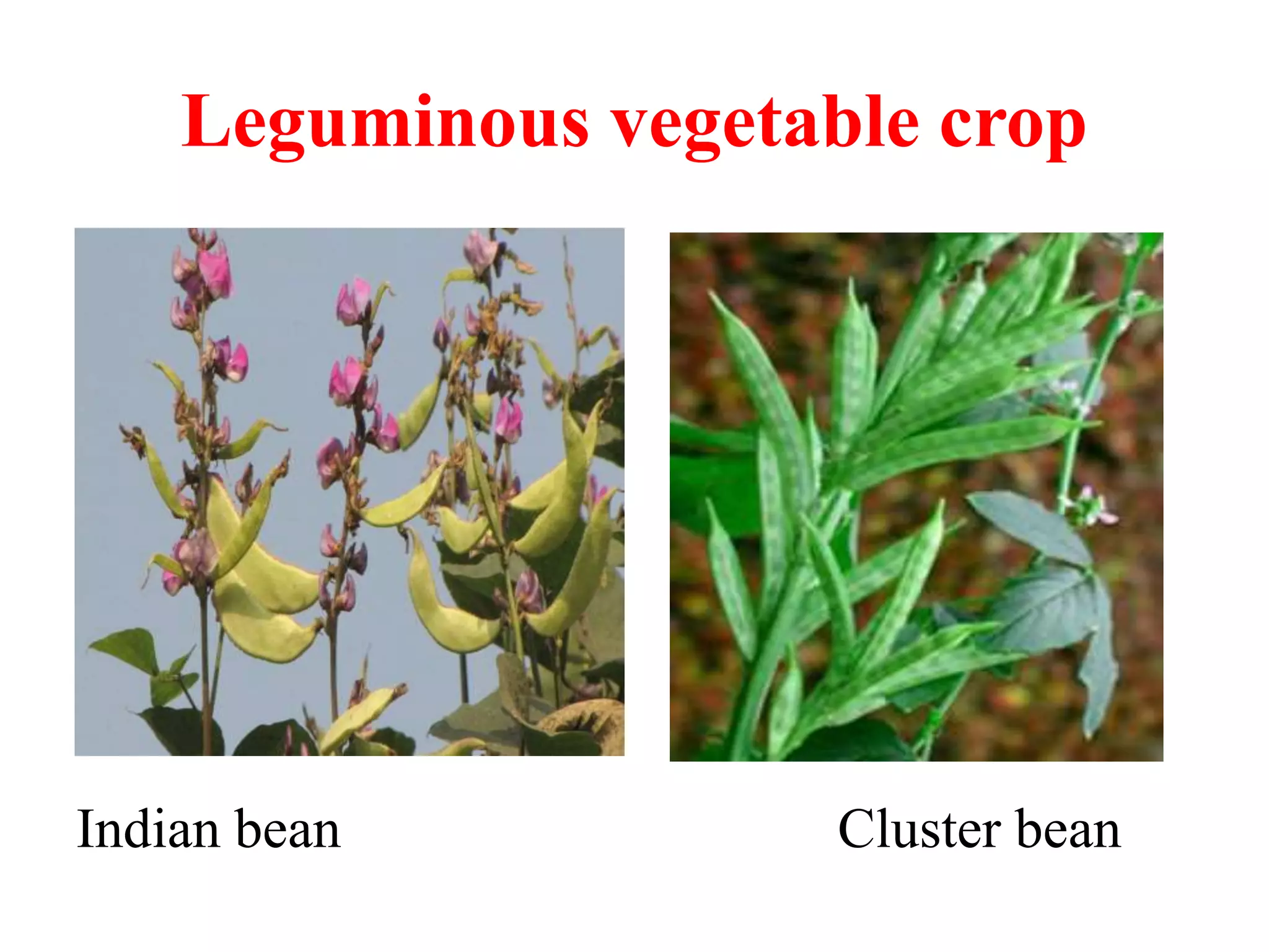 Production Thechnology of Leguminous Summer Vegetables | PPTX