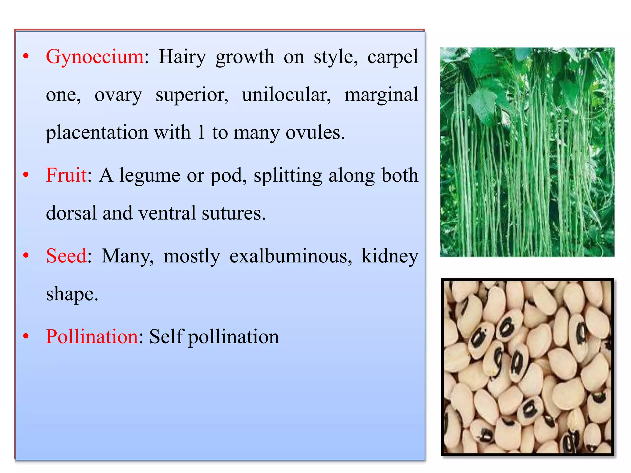 Production Thechnology of Leguminous Summer Vegetables | PPTX