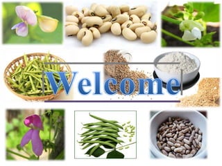 Production Thechnology of Leguminous Summer Vegetables | PPTX