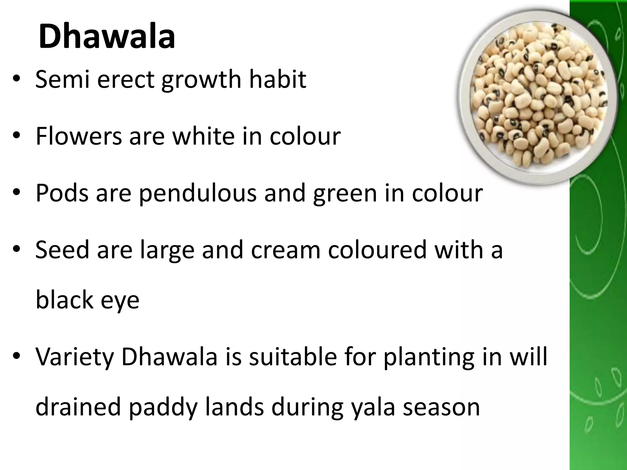 Cowpea | PPTX