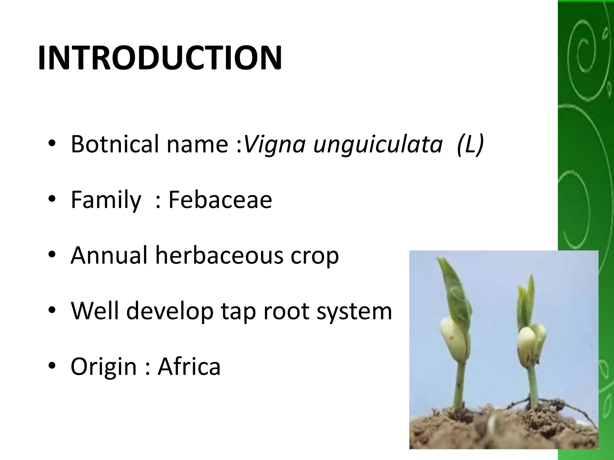 Cowpea | PPTX